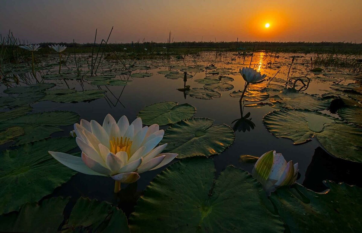 Exploring India’s Bird Sanctuaries Guide for Birdwatchers