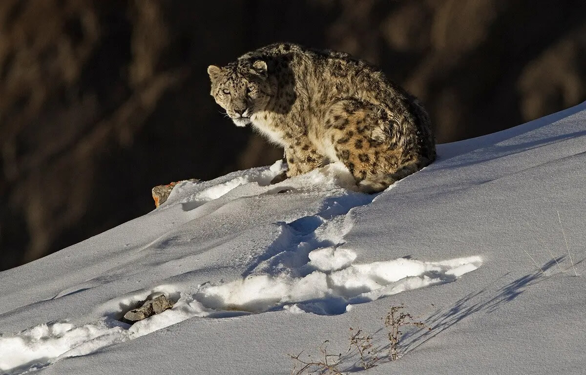 Best Destinations to Spot Snow Leopards in the Wild