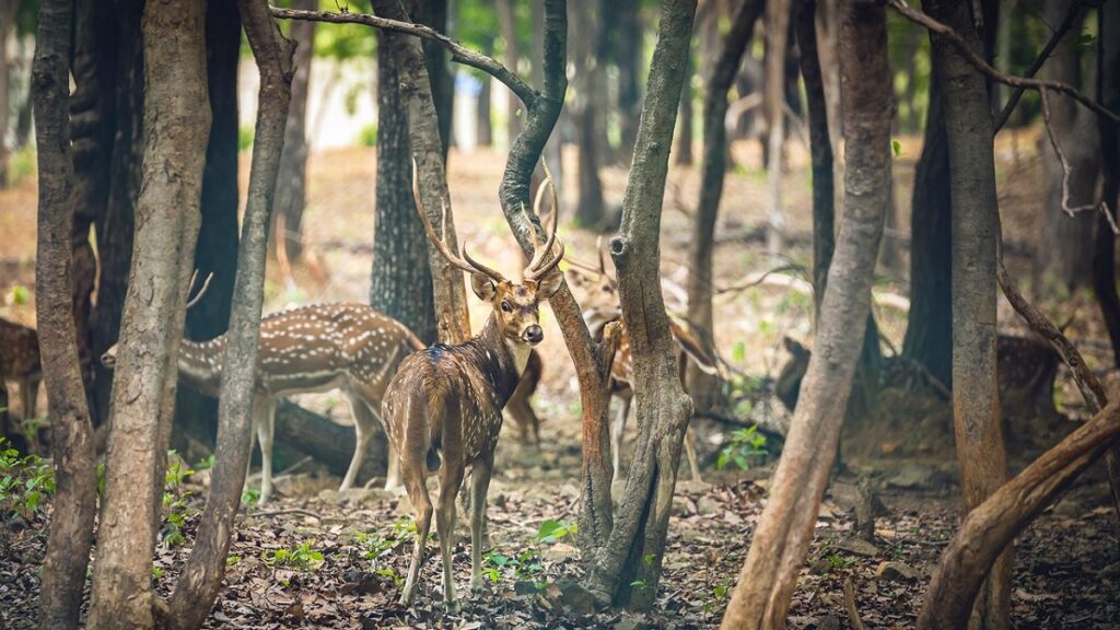 Must 25 Fascinating Facts About Jharkhand That Will Amaze You