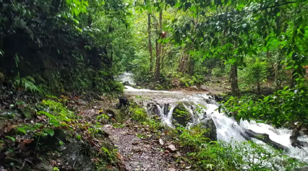 Famous Kudremukh National Park - Ultimate Guide to Karnataka