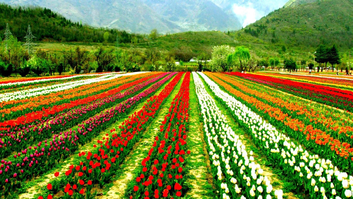 What is Tulip Garden in Kashmir? Travel Guide to Heaven on Earth