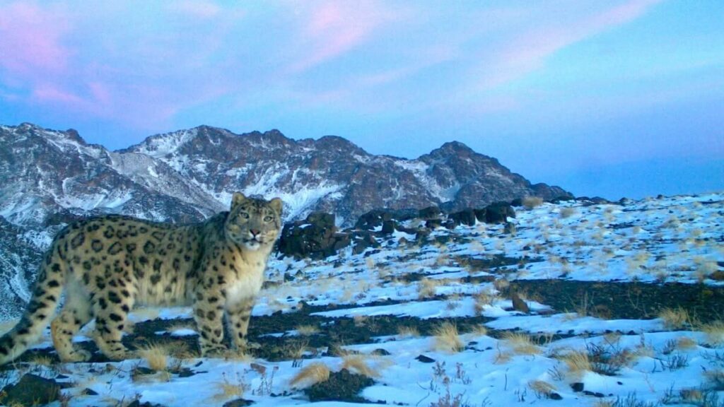 Best Destinations to Spot Snow Leopards in the Wild