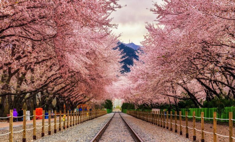 Best Places to See Cherry Blossoms in 2026-More explore Guide
