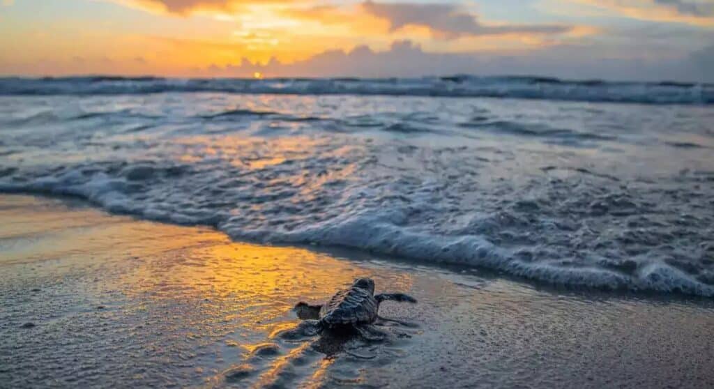 50 Unique Experiences You Can Only Have in Andaman