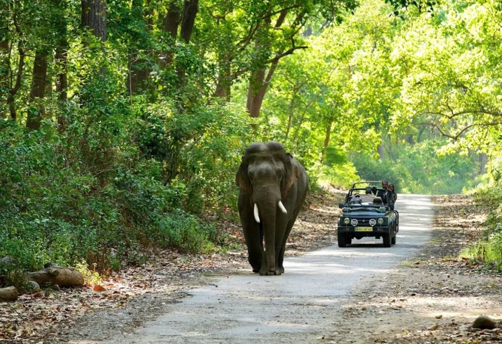 Jim Corbett National Park Weather in March 2026- Tiger Safari Tips