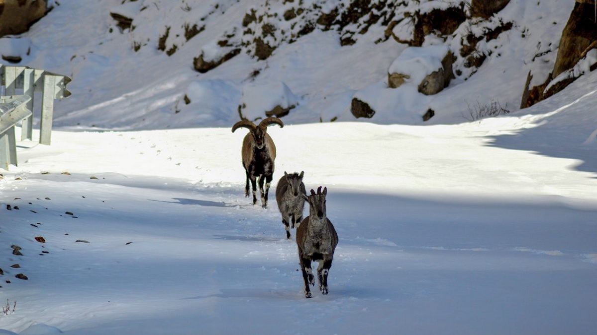 Nanda Devi National Park Travel Guide | Entry Fee, Safari Zones