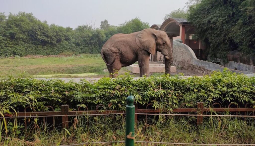 Delhi Zoo - Entry Fee, Timings, Location & How to Reach