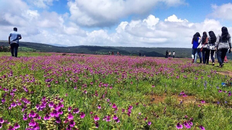 Top Places to Visit in Kaas Plateau – Maharashtra Valley of Flowers