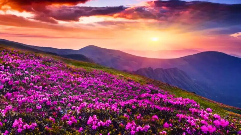 10 Best Tourist Places in Lachen – North Sikkim Travel Guide