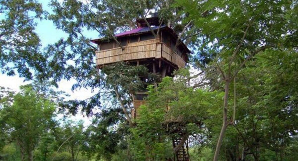 Top 7 Forest Resorts in India for a Peaceful Stay