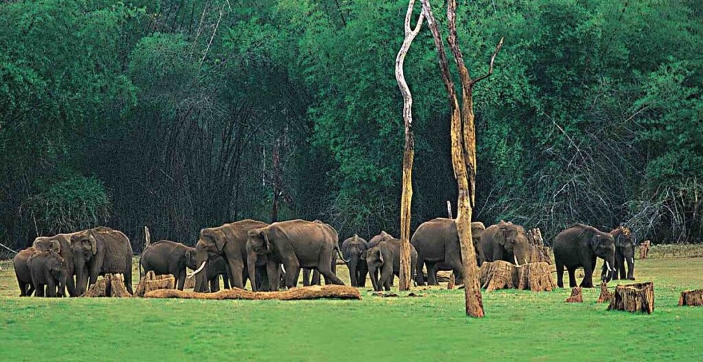 Begur Wildlife Sanctuary Kerala – Complete Travel Guide