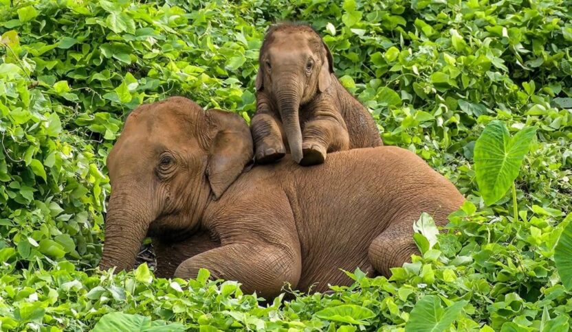 Begur Wildlife Sanctuary Kerala – Complete Travel Guide
