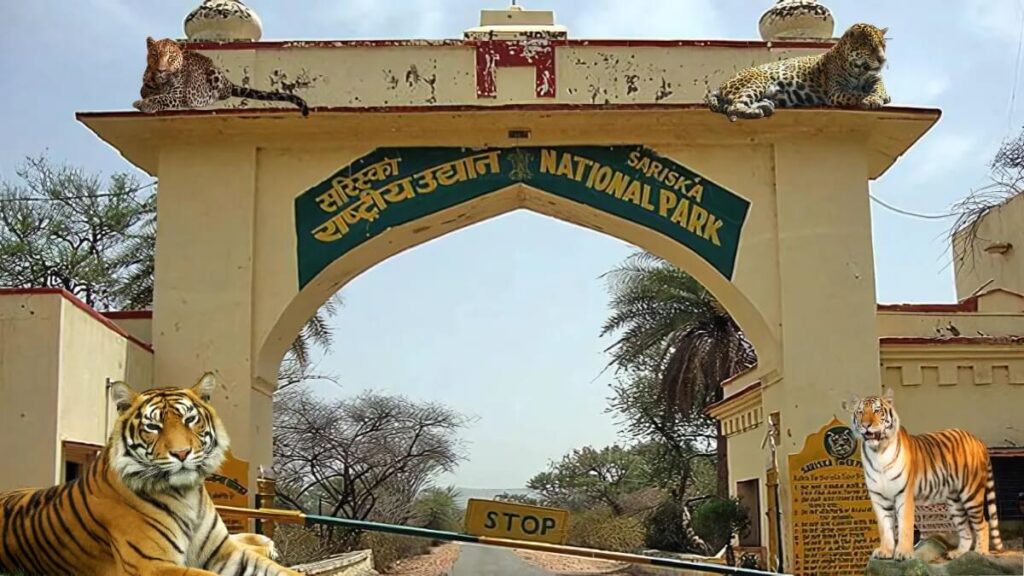 How to Reach Sariska Tiger Reserve by Train, Road & Bus Guide